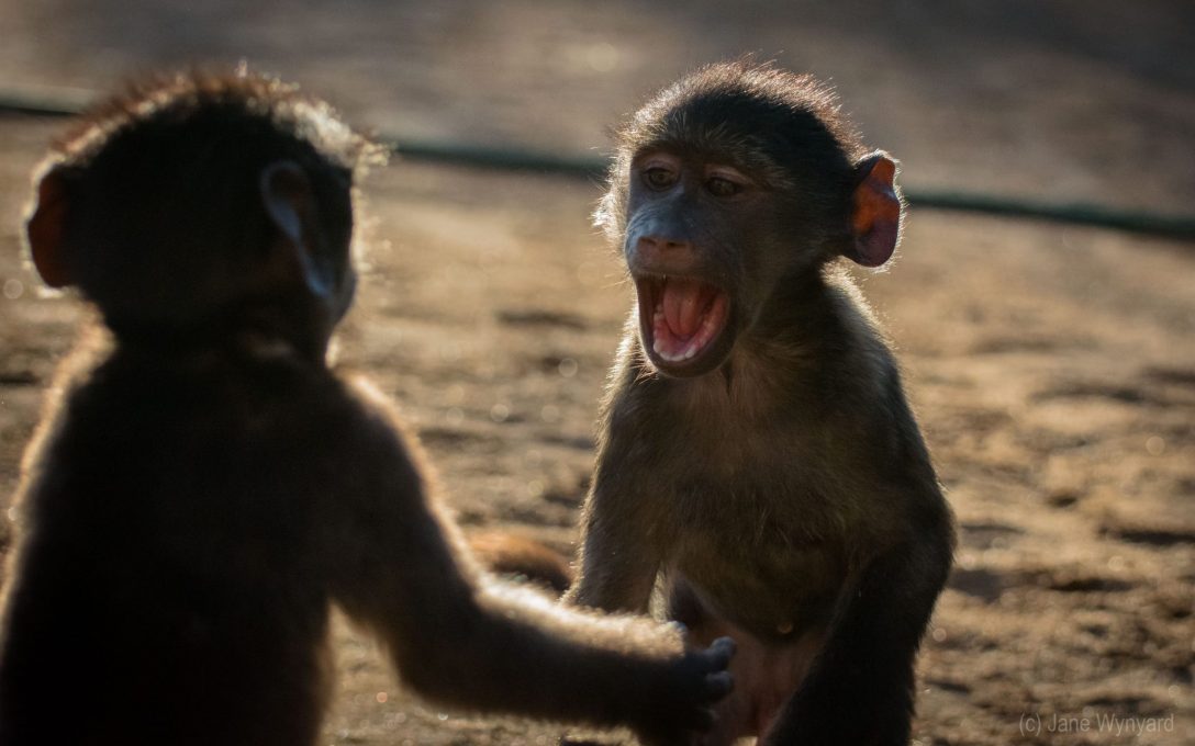 How I become 'mother' to an orphaned baby baboon - Jane Wynyard